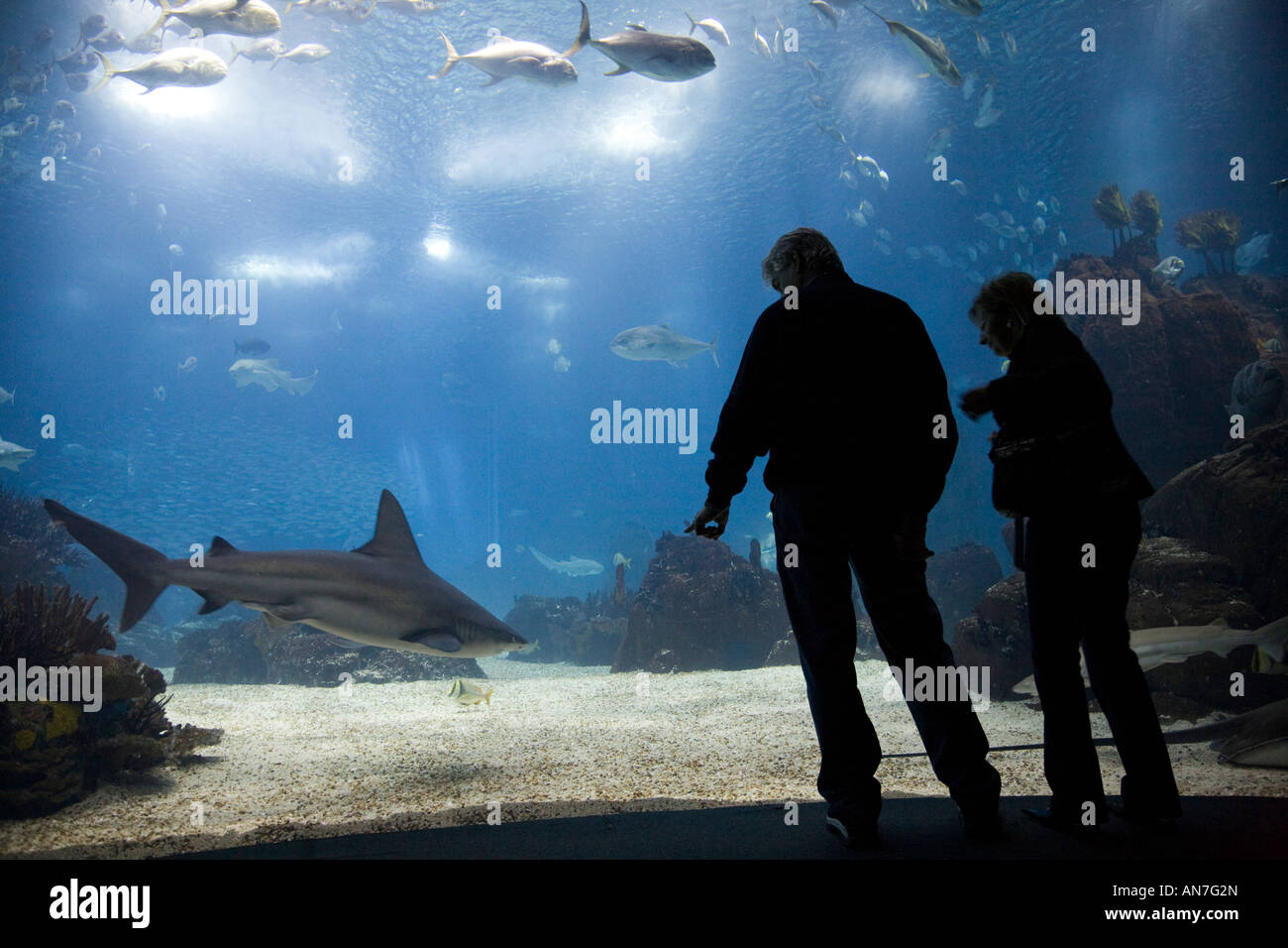 People admiring sea animals in the main tank of Lisbon Oceanario Stock ...