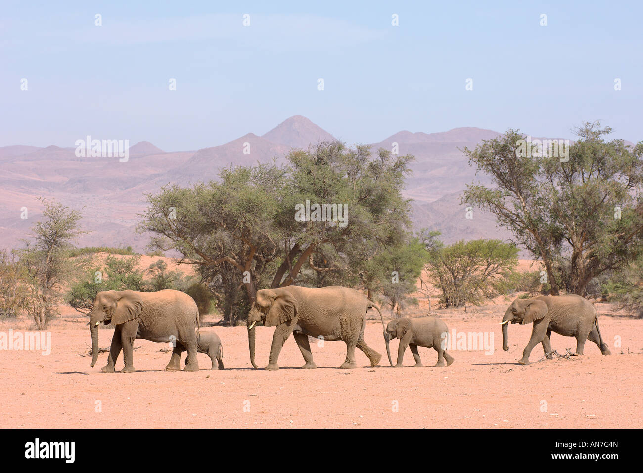 Desert adapted African elephants Loxodonta africana in Huab river ...