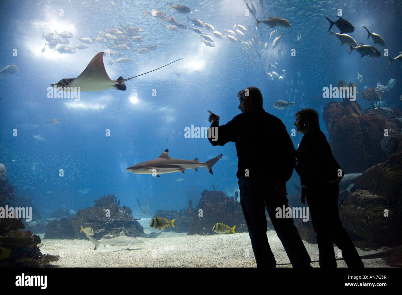 People admiring fish in aquarium hi-res stock photography and images ...