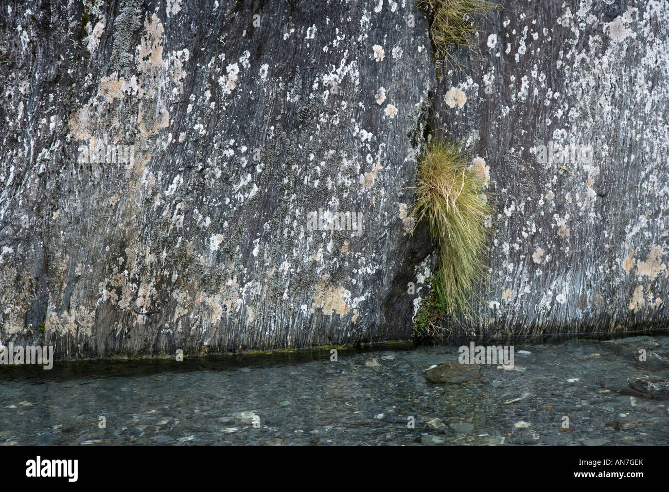 Grass growing naturally from the base of a rock Stock Photo - Alamy