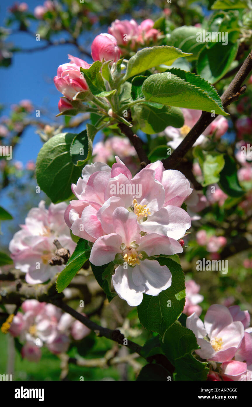 Ancient apple tree hi-res stock photography and images - Alamy
