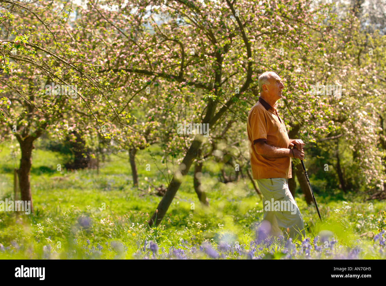 A RETIRED MAN IN A COMMUNITY ORCHARD GLOUCESTERSHIRE ENGLAND UK WITH ...
