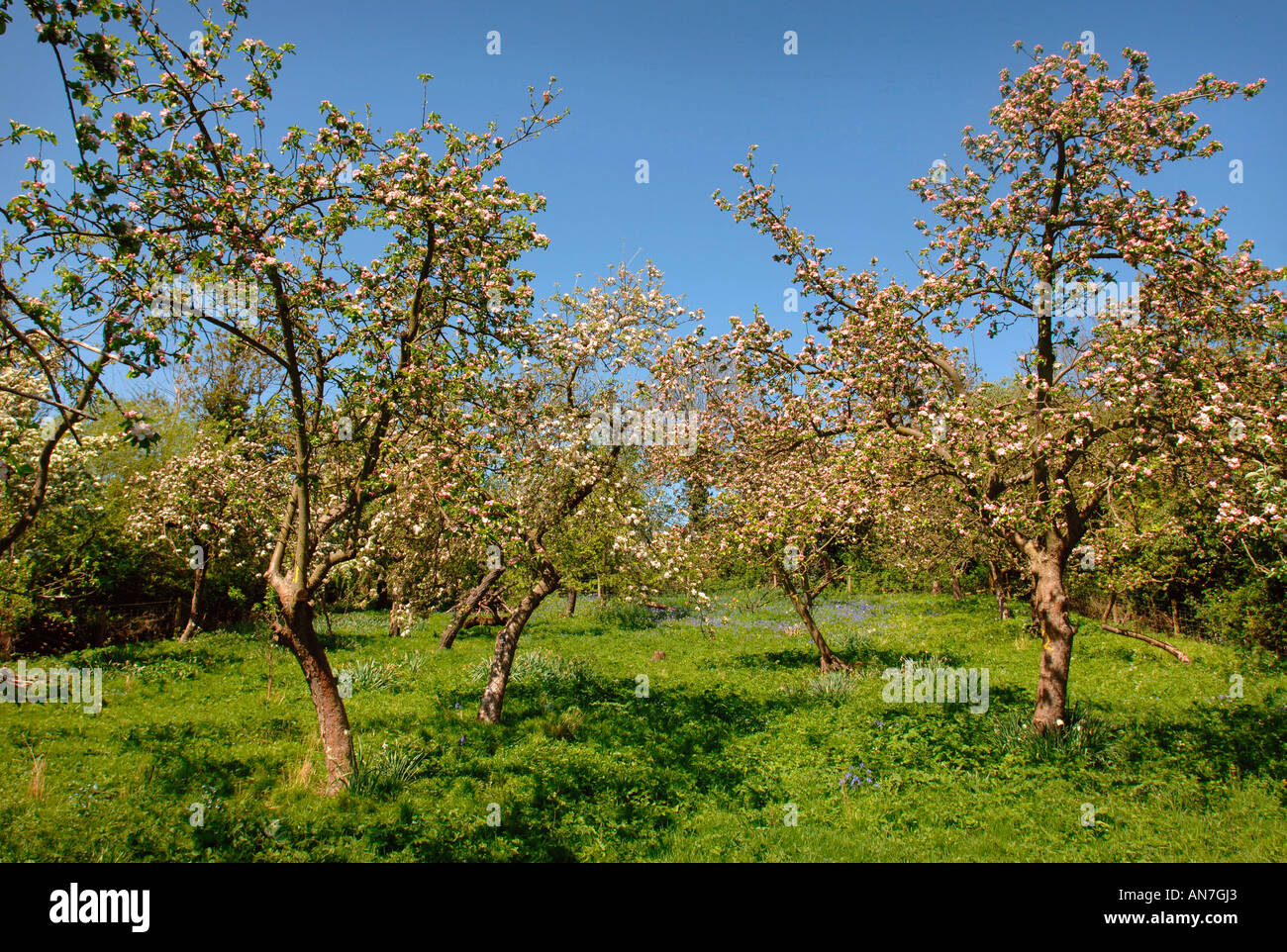 Community orchard uk hi-res stock photography and images - Alamy