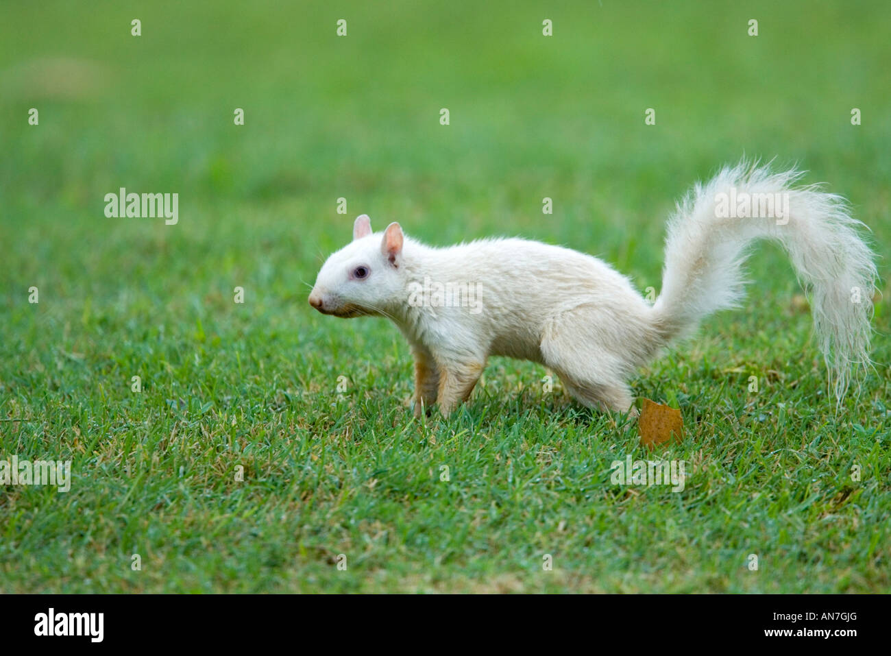 Marionville hi-res stock photography and images - Alamy