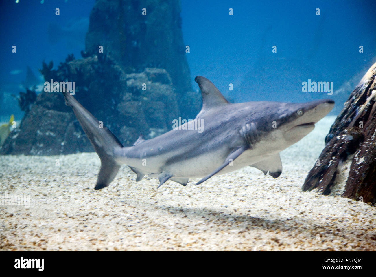 Portuguese shark hi-res stock photography and images - Alamy
