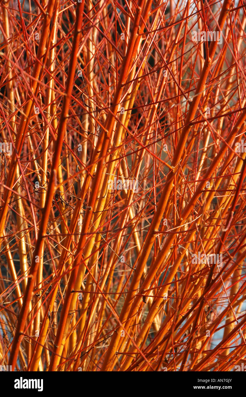 Bright stems on Pollarded Willow Stock Photo - Alamy