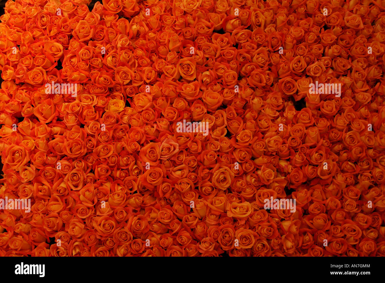 Hundreds of Rose Heads Stock Photo - Alamy