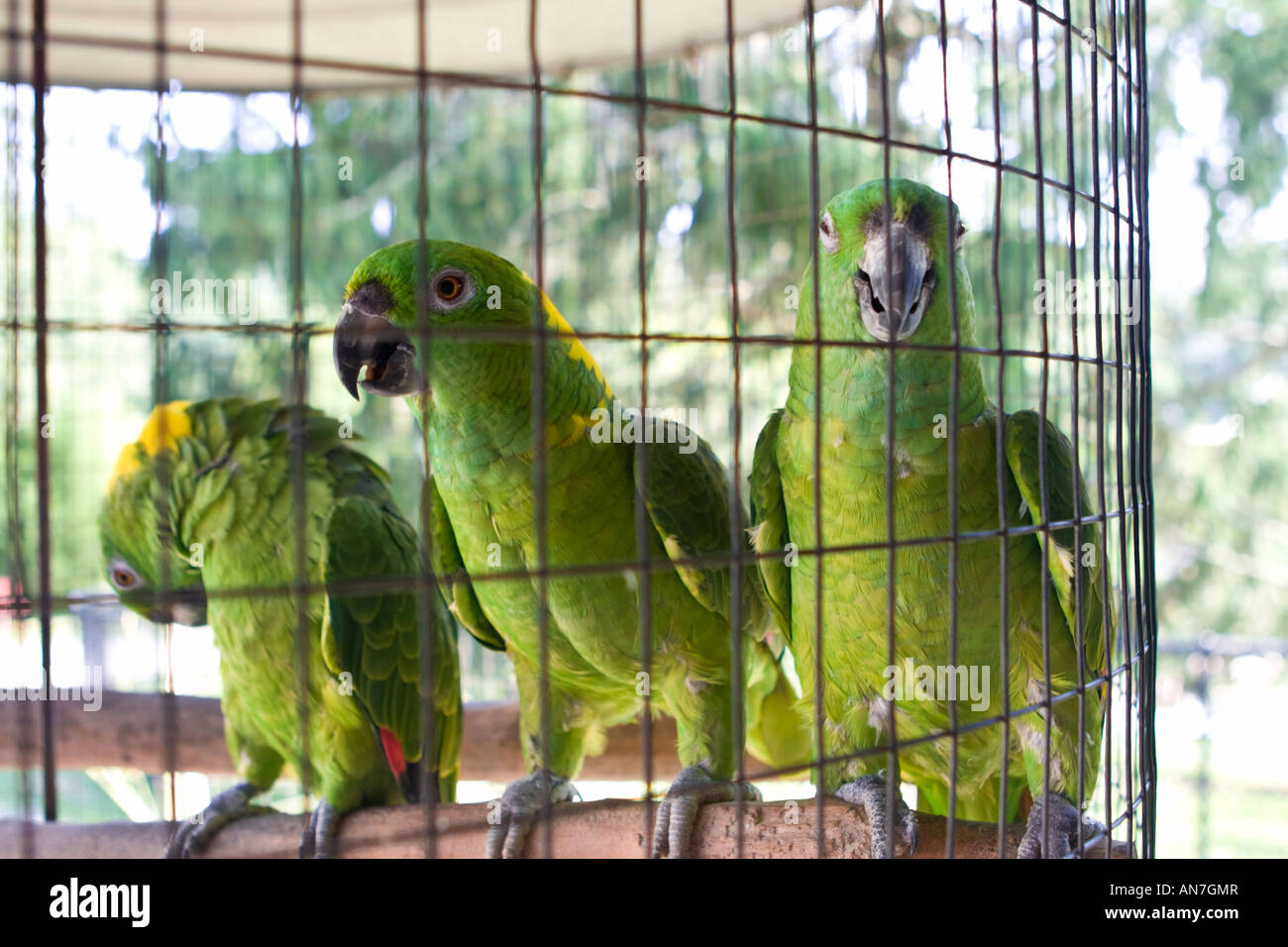 Parrot poses hi-res stock photography and images - Alamy