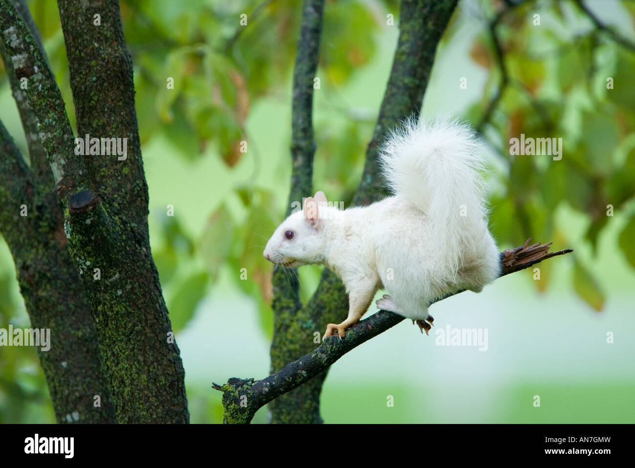 Marionville missouri hi-res stock photography and images - Alamy