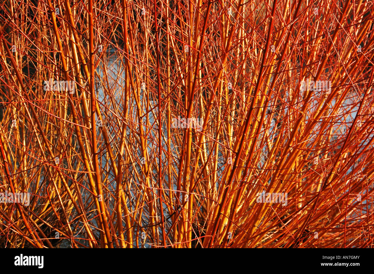 Bright stems on pollarded willow Stock Photo - Alamy