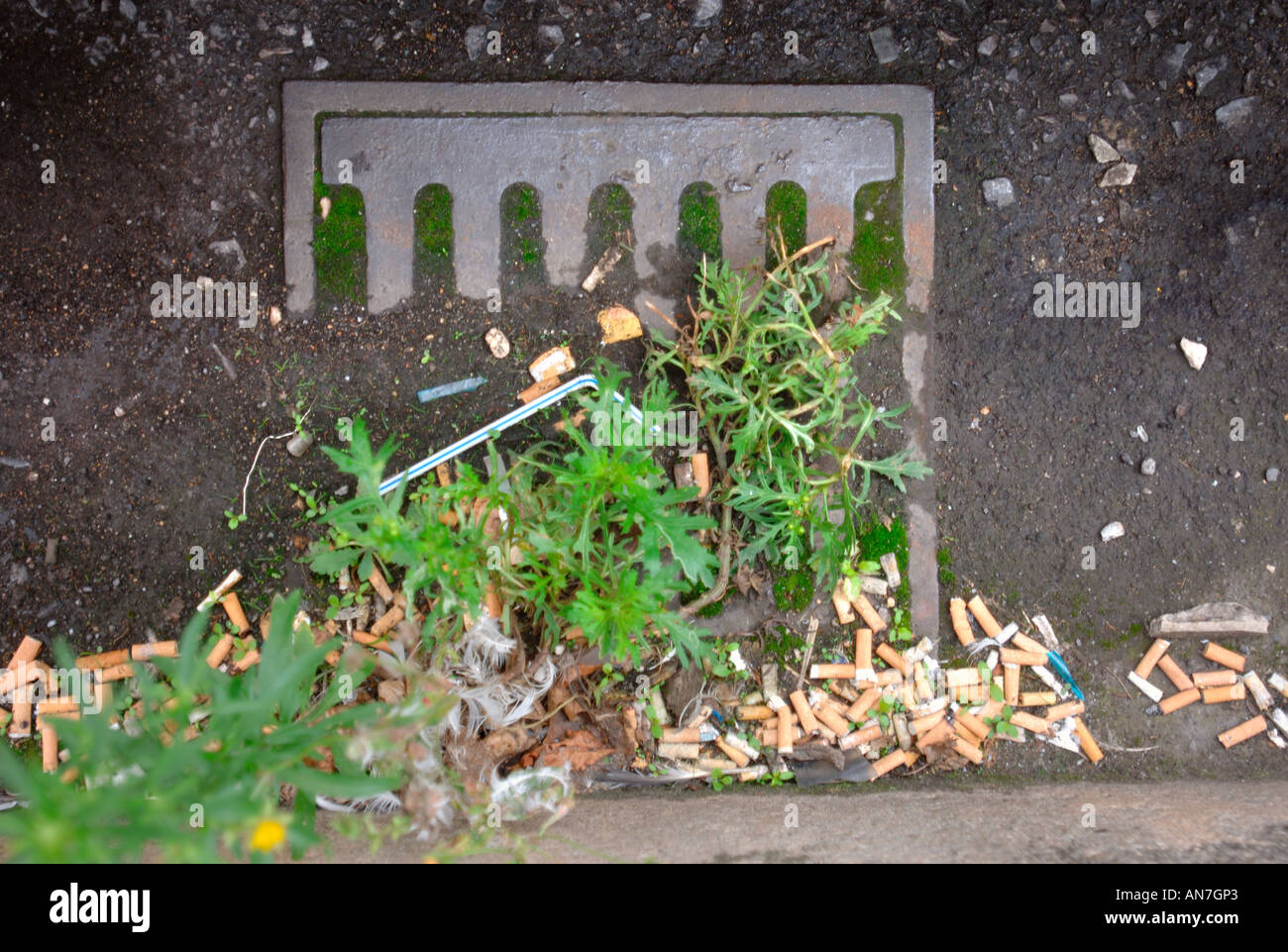 CIGARETTE STUBS LYING IN A GUTTER WITH A BLOCKED DRAIN IN AN URBAN ...