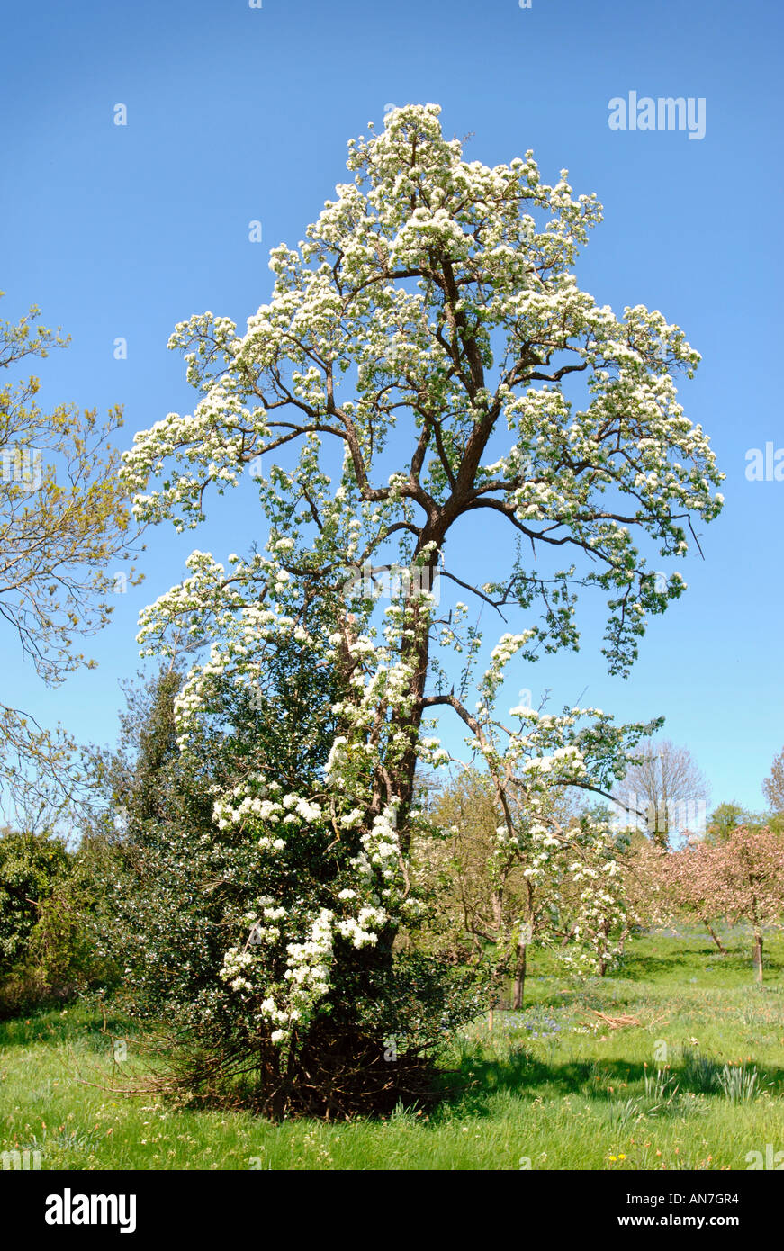 A BARLAND PERRY PEAR TREE IN AN ORCHARD IN GLOUCESTERSHIRE ENGLAND UK ...