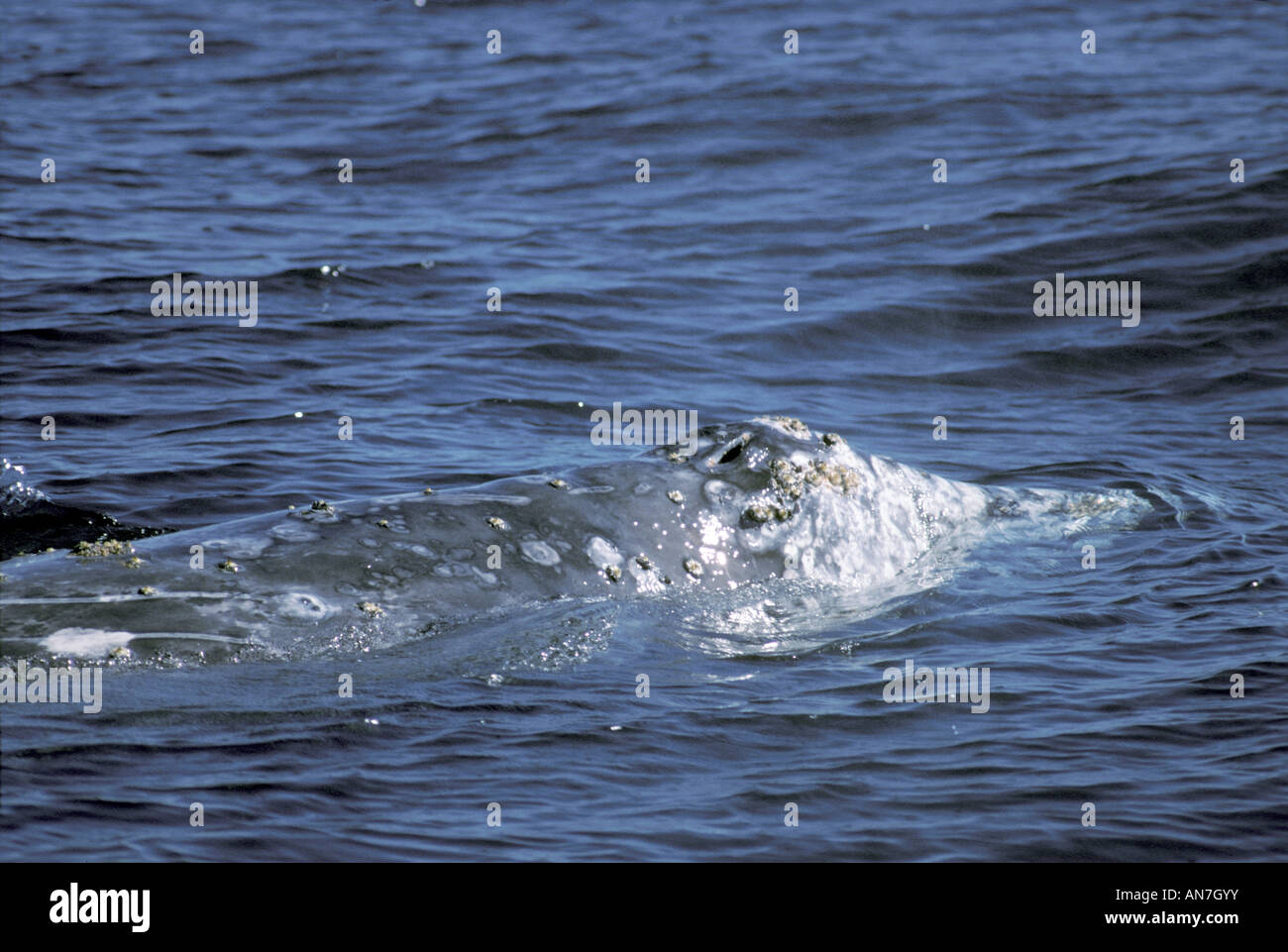 Eschrichtiidae hi-res stock photography and images - Alamy