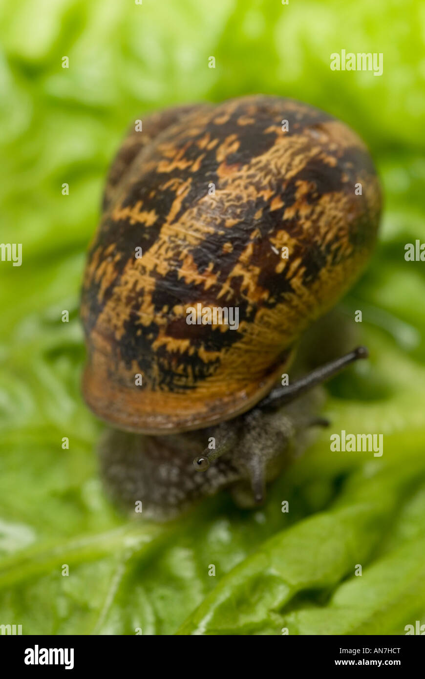 Snail on lettuce Stock Photo - Alamy