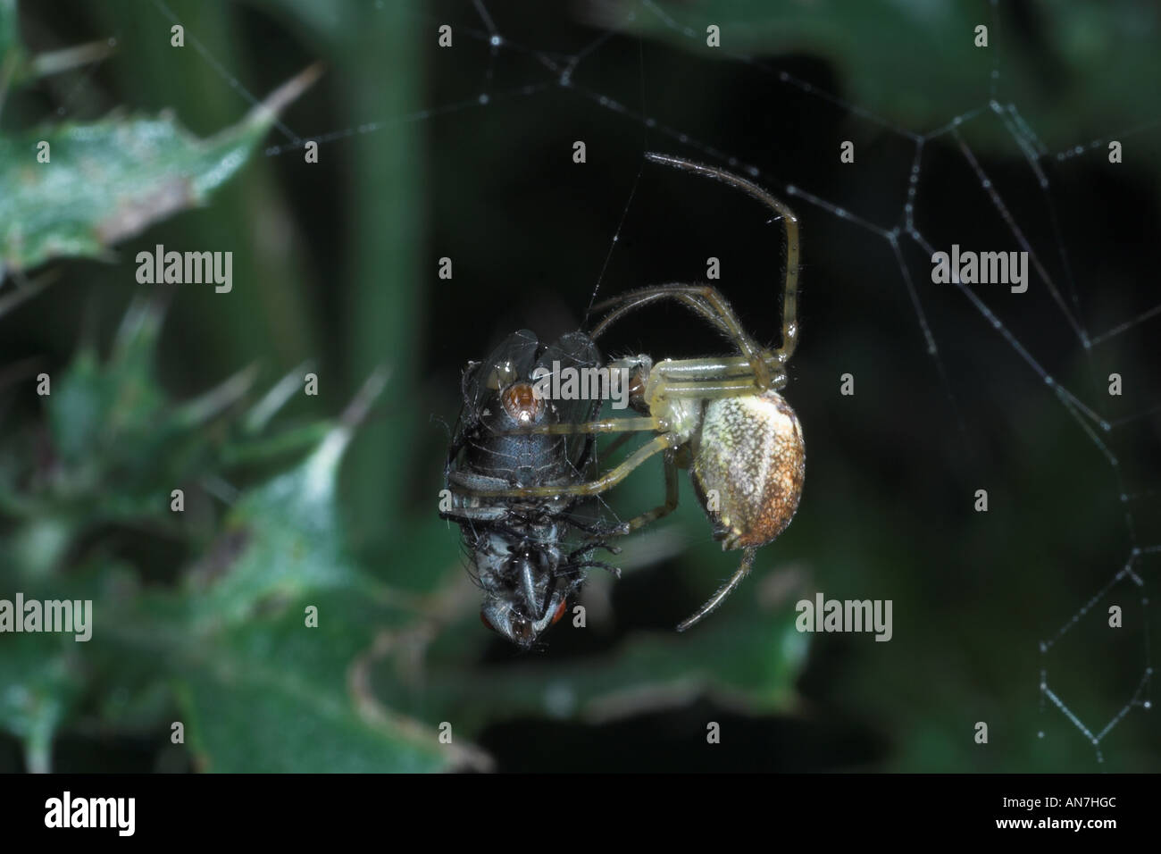 Orb web spider with fly in a West Midland garden. England Stock Photo ...