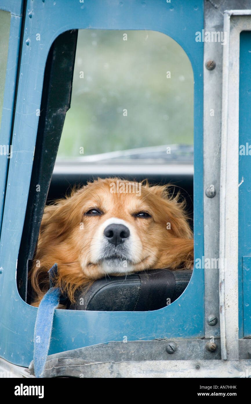 Dog looking out of an open window on a Landrover vehicle Stock Photo ...