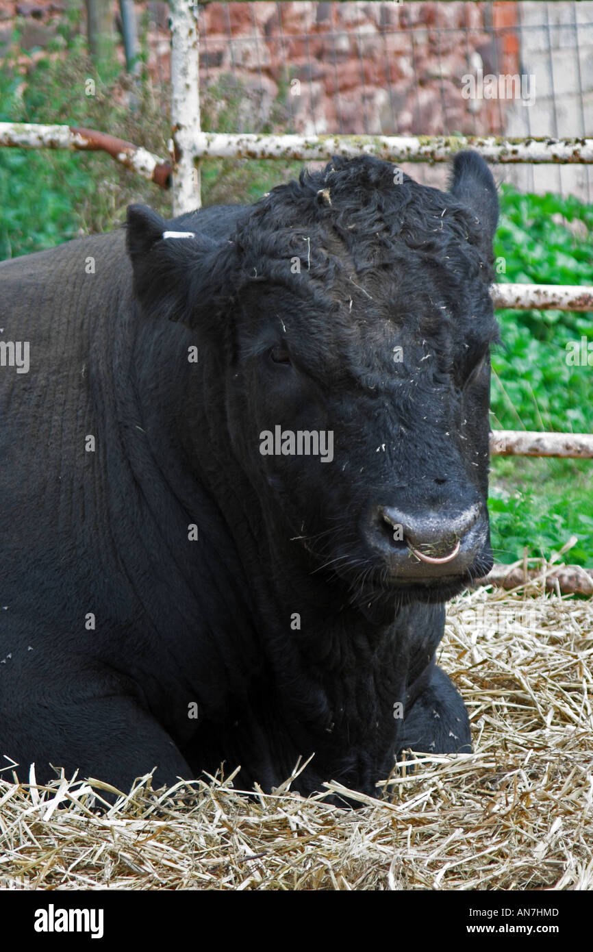 Maderin hi-res stock photography and images - Alamy