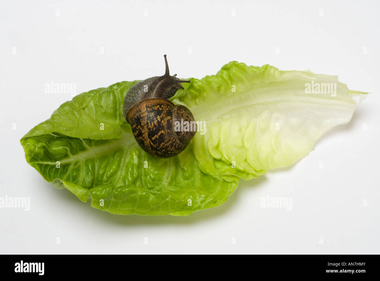 Snail on lettuce Stock Photo - Alamy