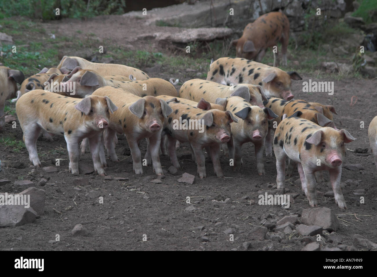 Piglets on somerset farm organic hi-res stock photography and images ...