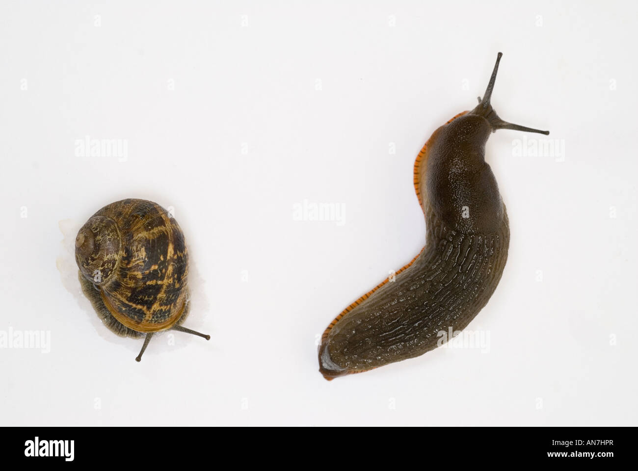 Slug snail garden Cut Out Stock Images & Pictures - Alamy