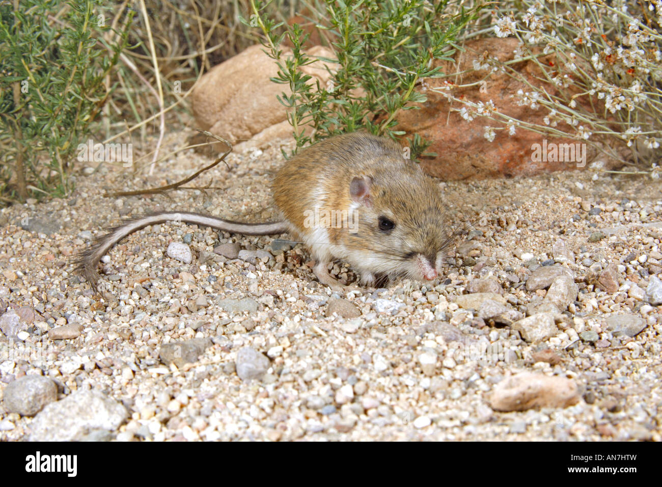 Merriami hi-res stock photography and images - Alamy