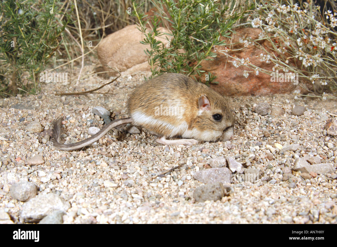 Merriam's Kangaroo Rat Dipodomys merriami Elgin Cochise County Arizona ...