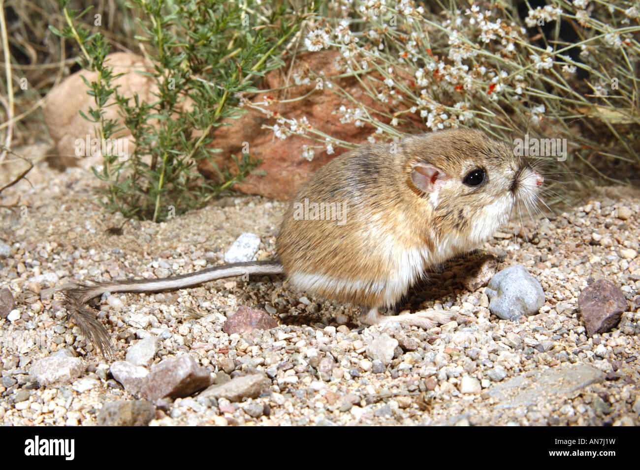 Merriam s Kangaroo Rat Dipodomys merriami Elgin Cochise County Arizona ...