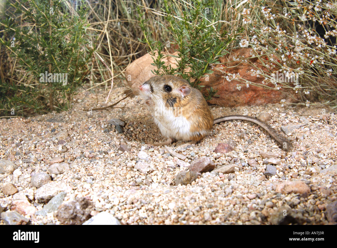 Dipodomys Merriami High Resolution Stock Photography and Images - Alamy