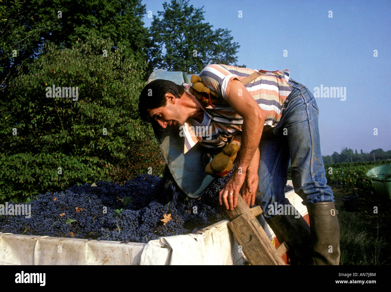 1, one, Frenchman, French man, harvesting grapes, grape harvest, grape ...