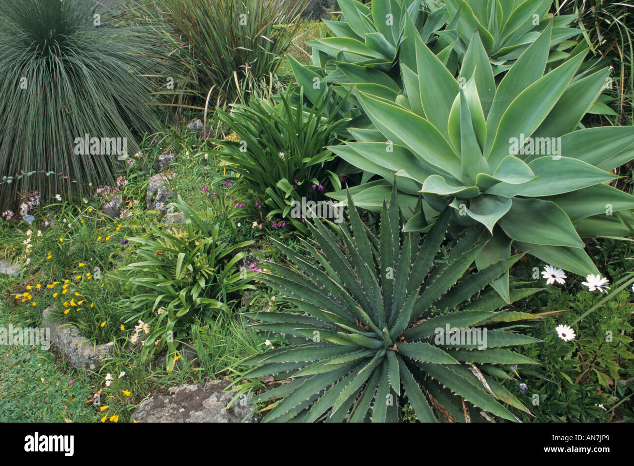 Aloe (Aloe), agave (Agave) and grass tree (Xanthorrhoea Stock Photo - Alamy
