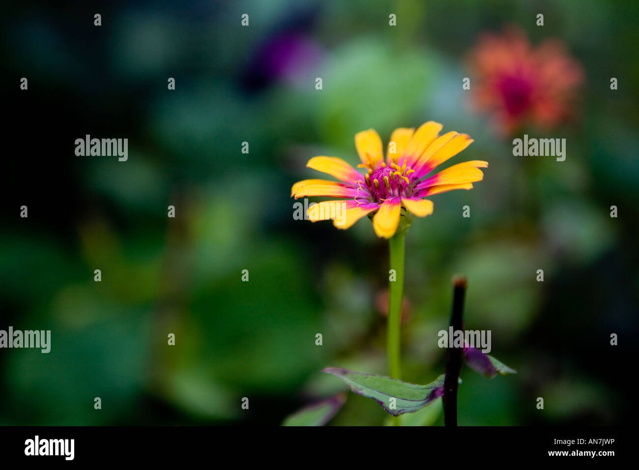 flower at the organic farm at Hampton Island Preserve Georgia Stock ...