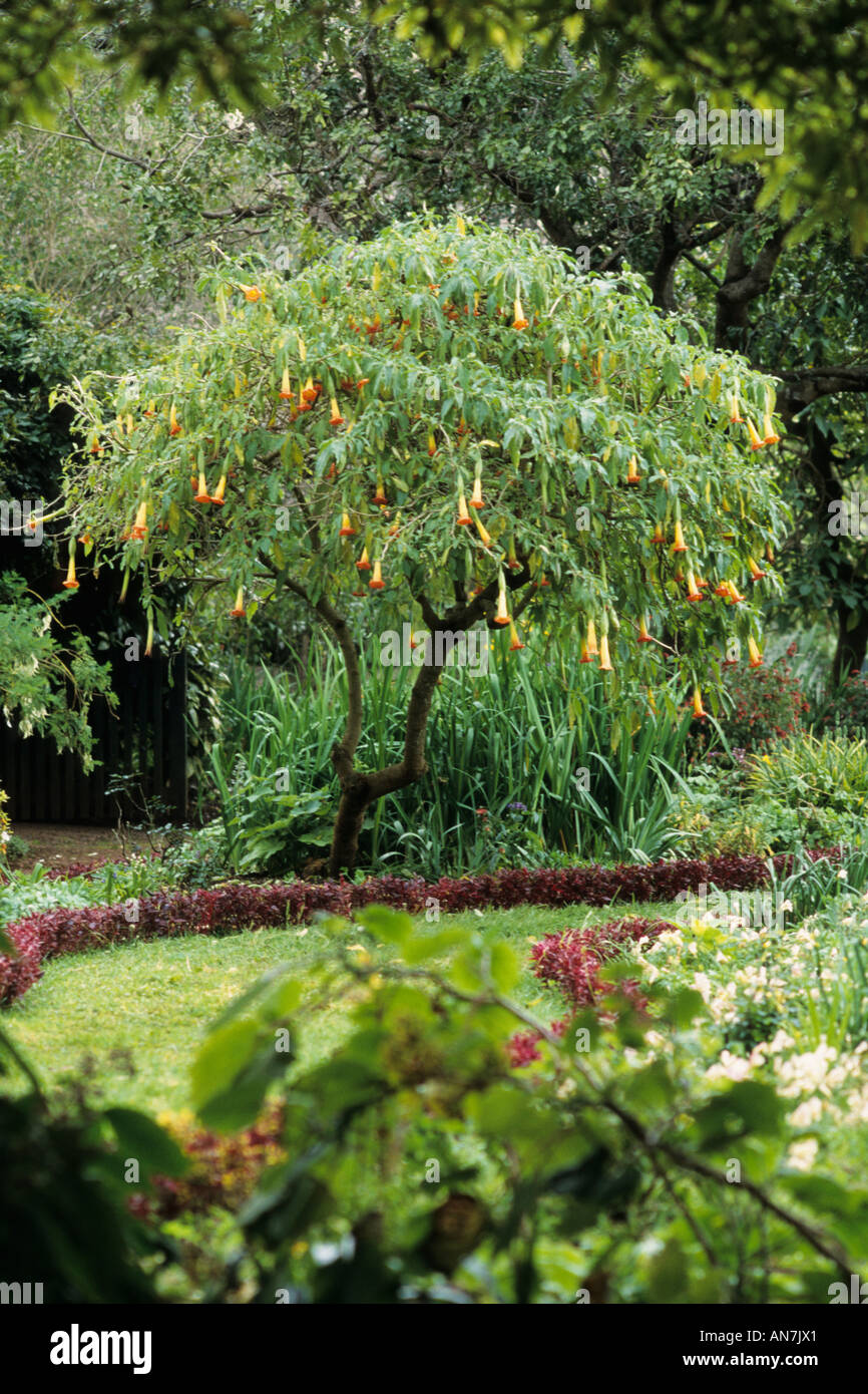 Red angel's trumpet (Brugmansia sanguinea Stock Photo - Alamy
