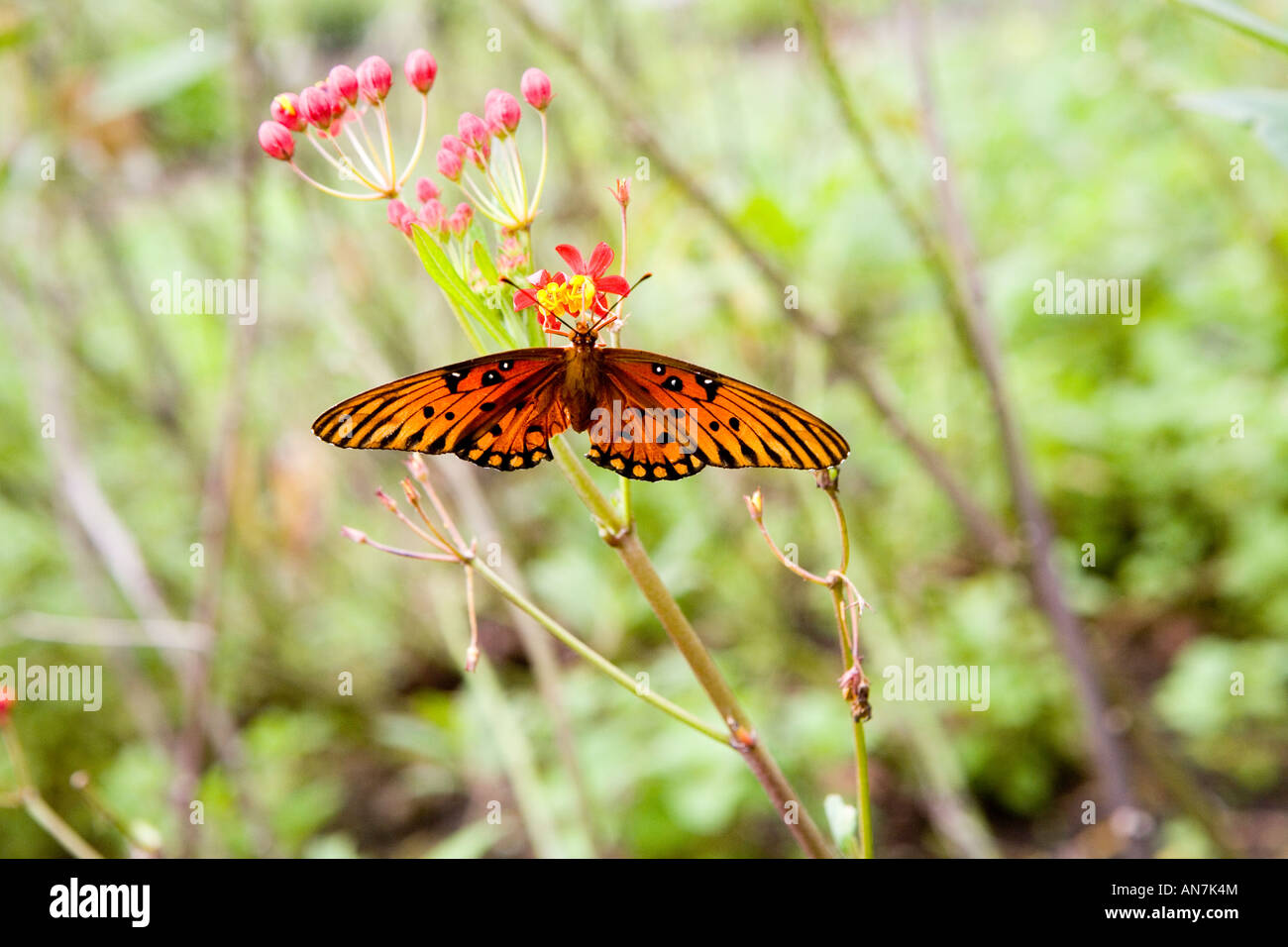 butterfly at The organic farm at Hampton Island Preserve Georgia Stock ...