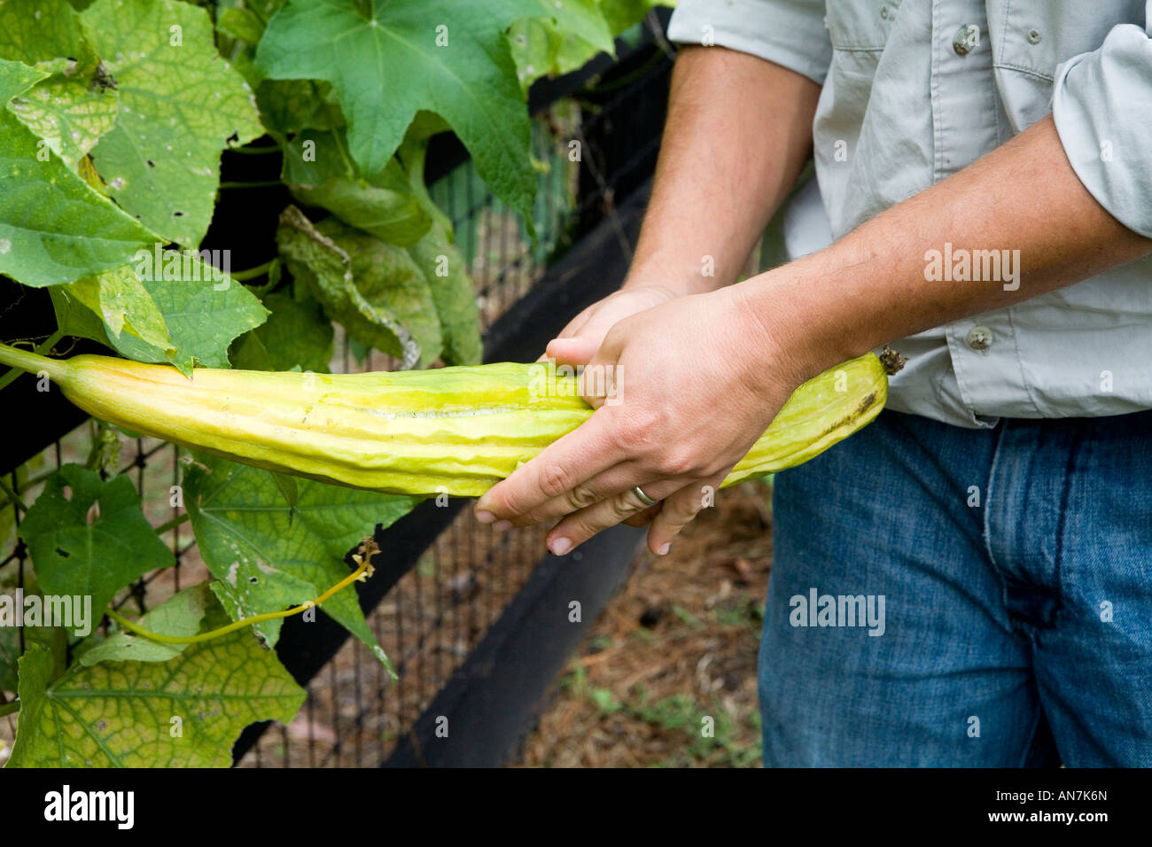 Loofah The organic farm at Hampton Island Preserve Georgia Stock Photo ...