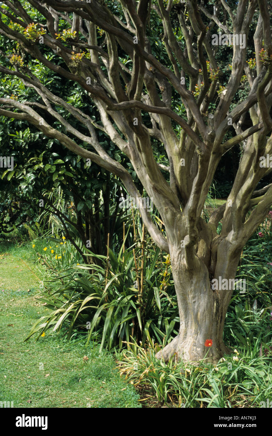 Crape myrtle trunk hi-res stock photography and images - Alamy