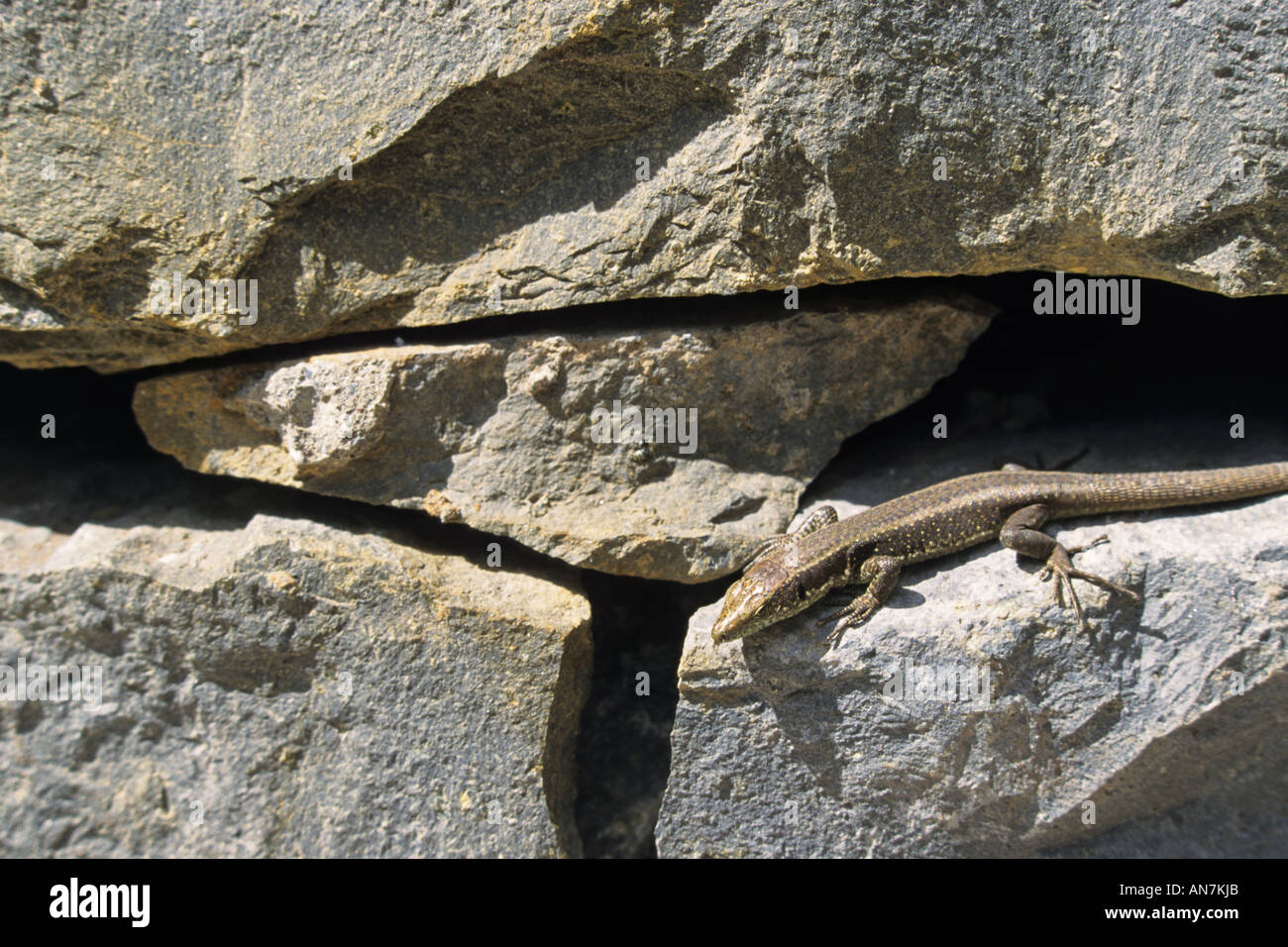 Madeira wall lizard hi-res stock photography and images - Alamy