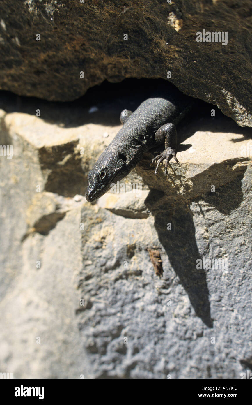 Madeira wall lizard (Podarcis dugesii Stock Photo - Alamy