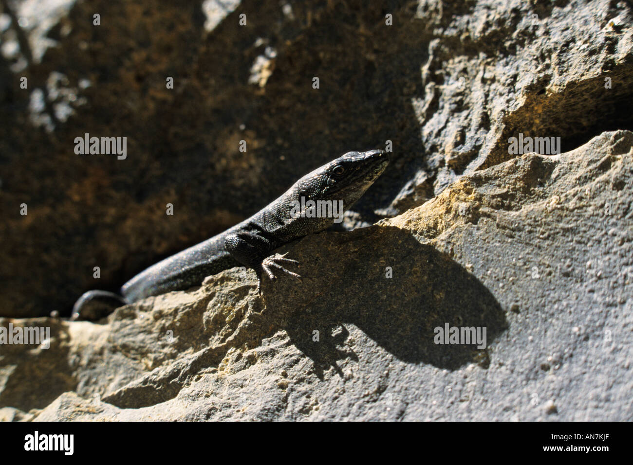 Madeira wall lizard (Podarcis dugesii Stock Photo - Alamy