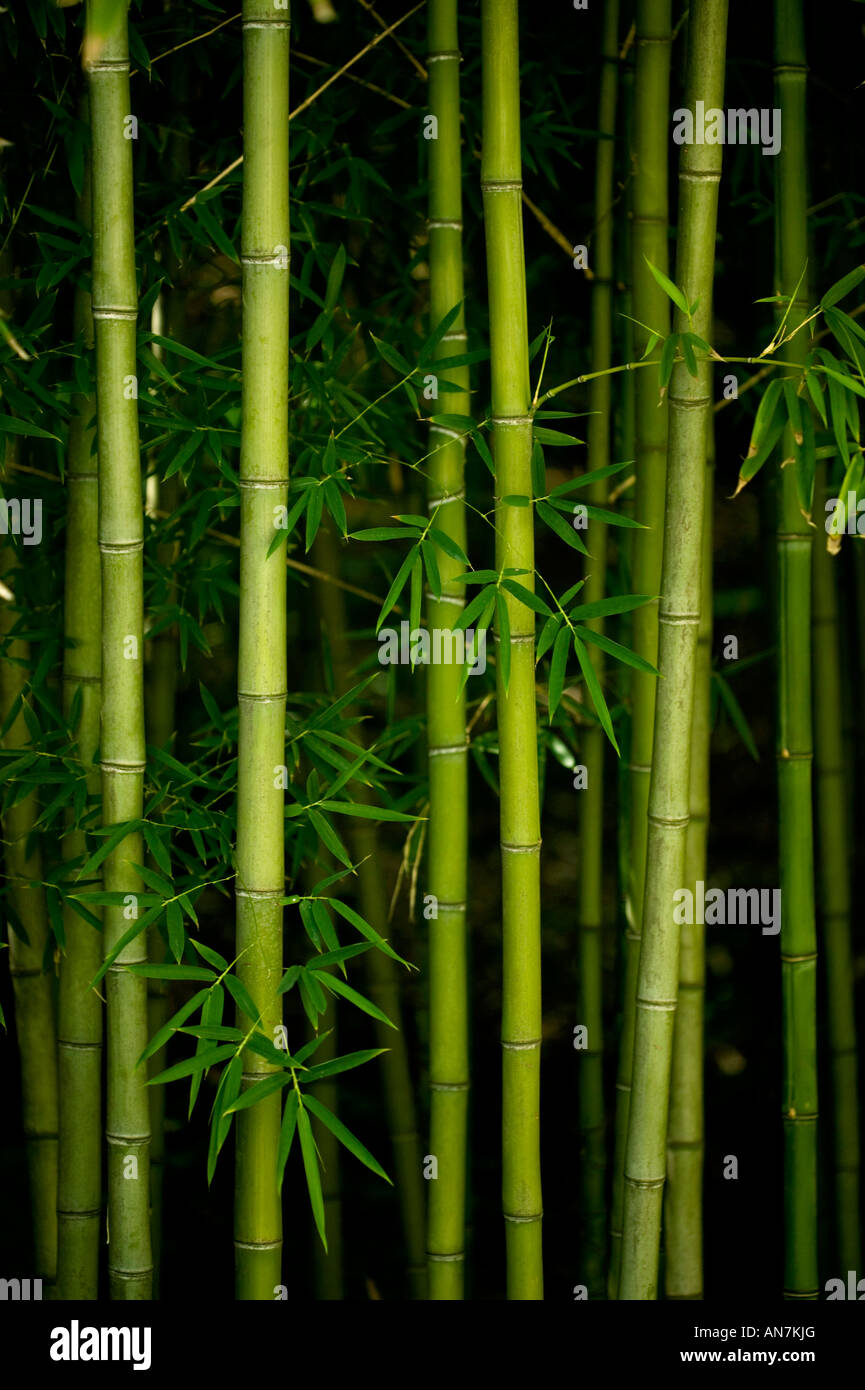bamboo stalks in green bamboo forest Stock Photo - Alamy