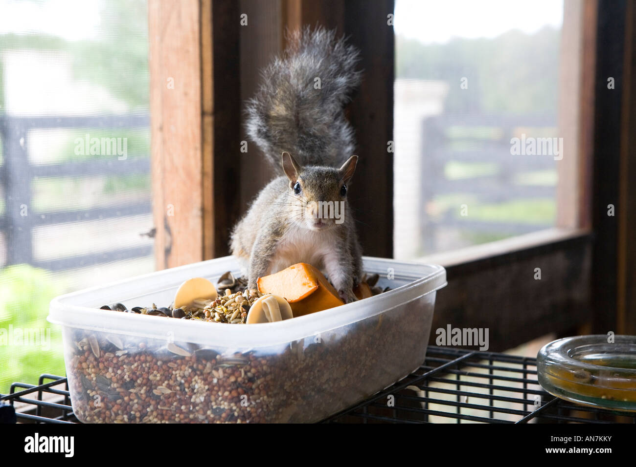 tame squirrel, The Interpretive Center Hampton Island Preserve Georgia ...