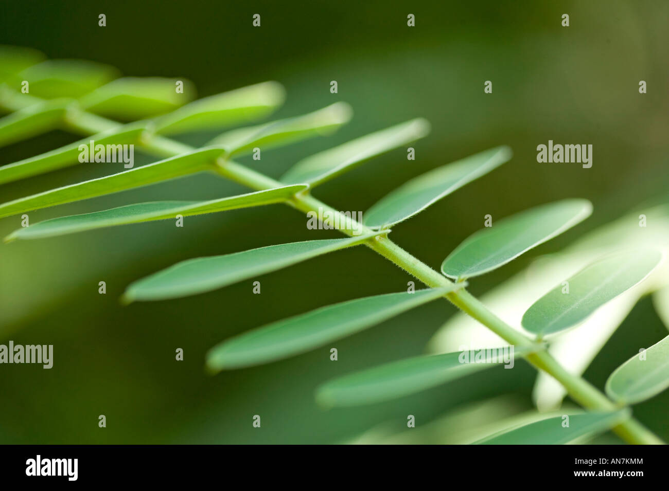 row of leaves on branch Stock Photo - Alamy