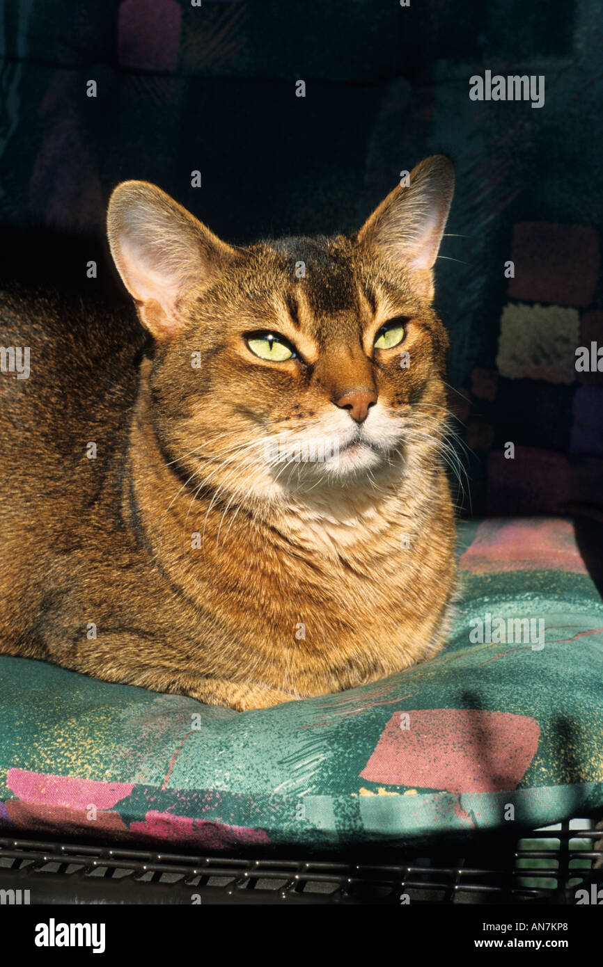 Cats abyssinian animals hi-res stock photography and images - Alamy
