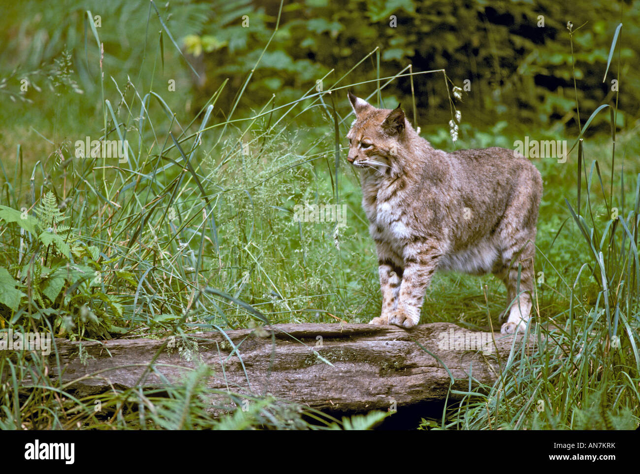 Bobcat on log hi-res stock photography and images - Alamy