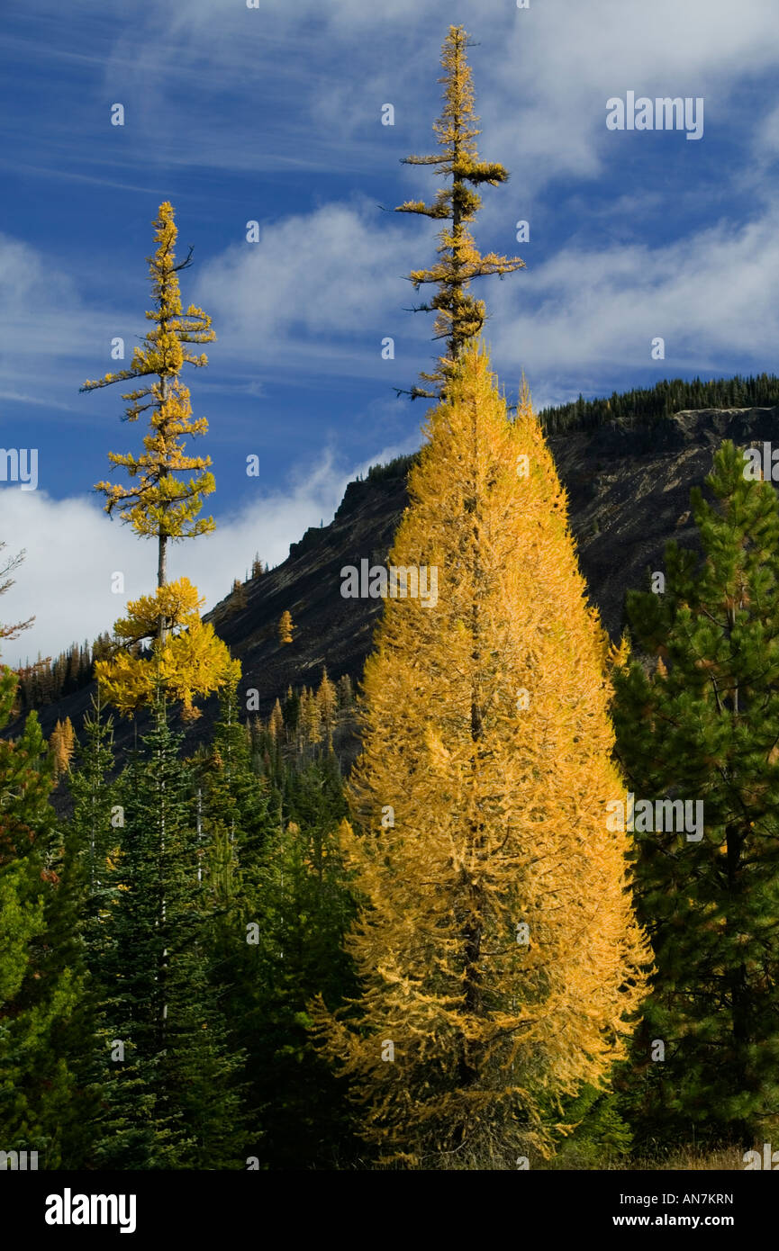 Tamarack washington hi-res stock photography and images - Alamy