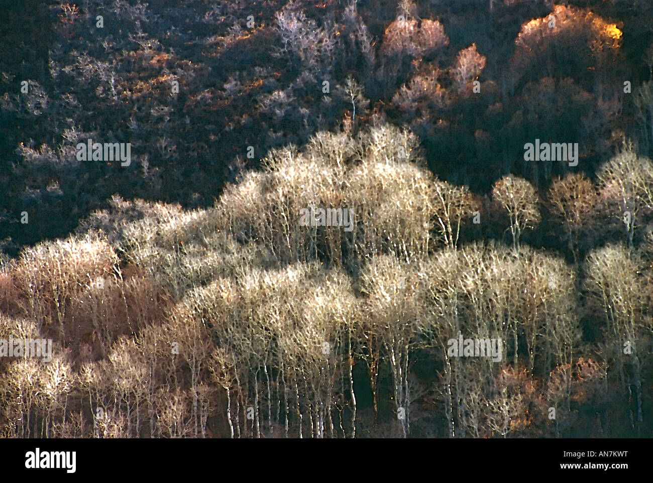 At the end of Oct. in the N. Utah, USA mountains the fall leaves are ...