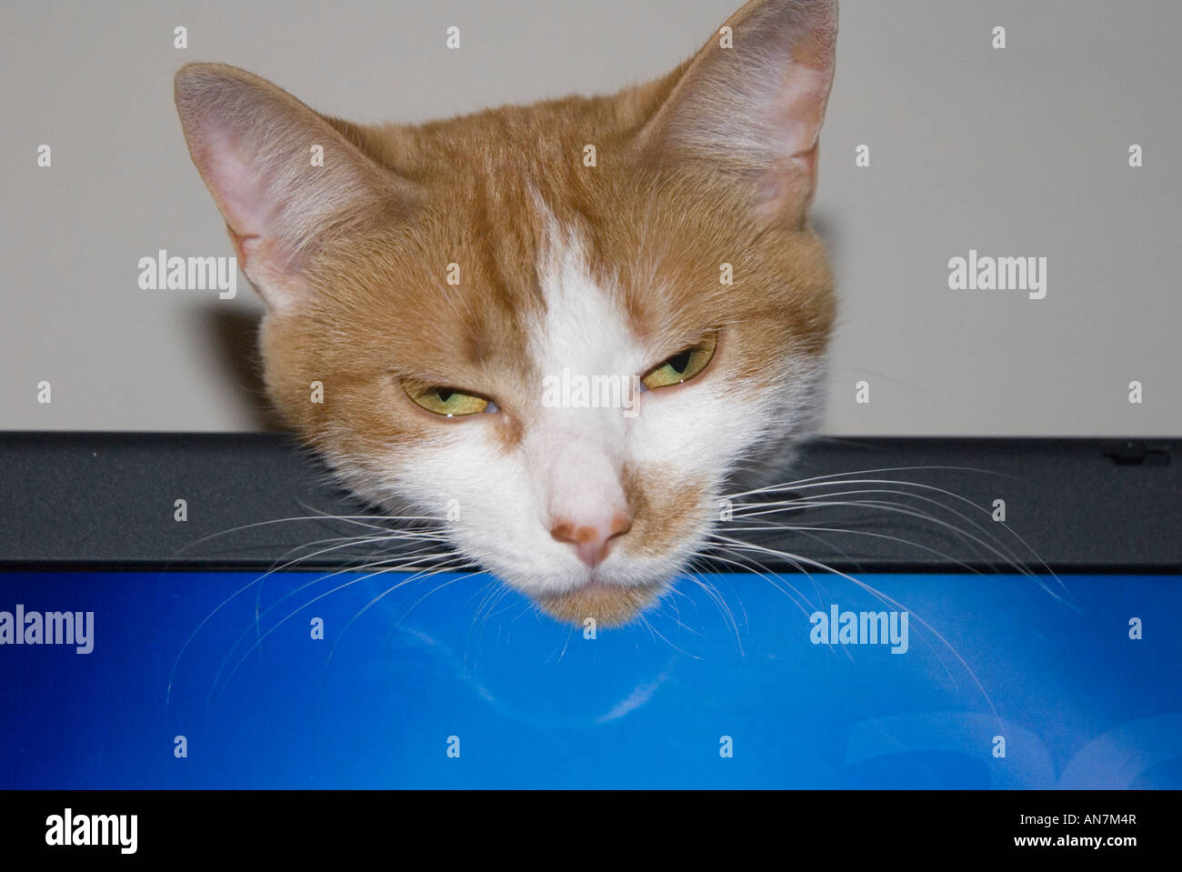 Cat leaning over computer screen Stock Photo - Alamy