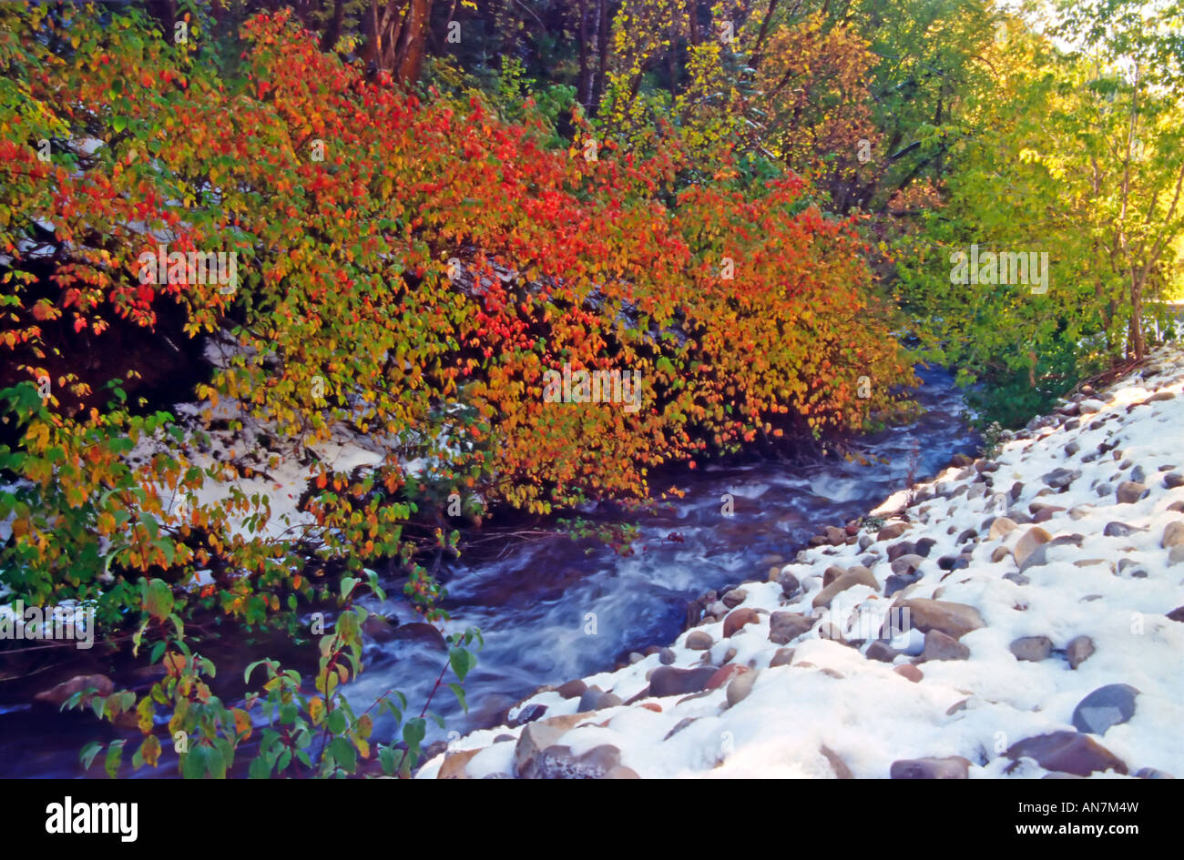 Distinct colors and trees hi-res stock photography and images - Alamy