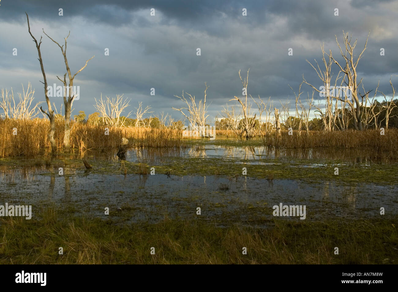 Australian rushes hi-res stock photography and images - Alamy