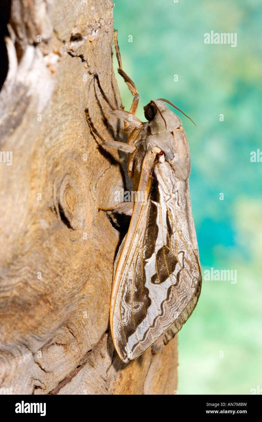 Large Australian swift moth Stock Photo - Alamy