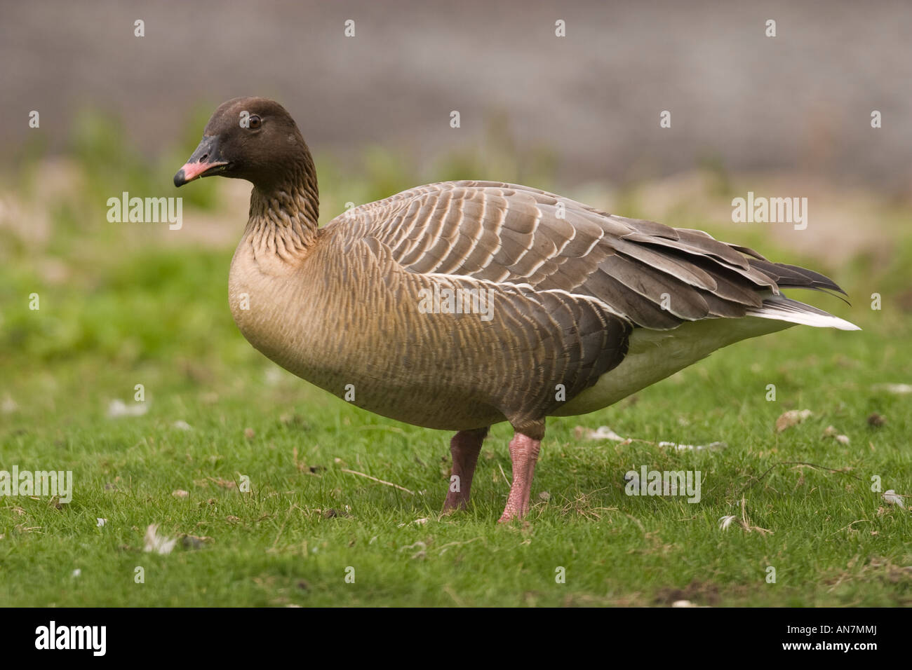 Pink-footed Goose (Anser brachyrhynchus Stock Photo - Alamy